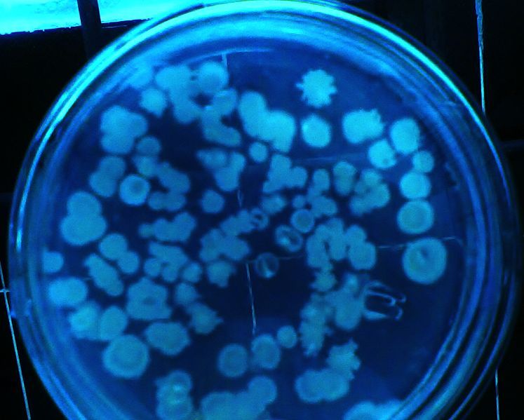 Bacteria could hold key to carbon sequestration - Climate Action