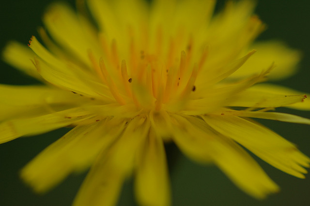 Russian Dandelion shows potential as a sustainable source of natural ...
